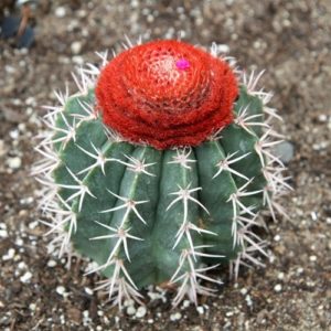 Trio de cactus boule – L'emmailleuse
